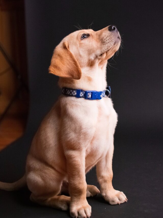 Pets: Quanto custa ter um cachorro ou gato?